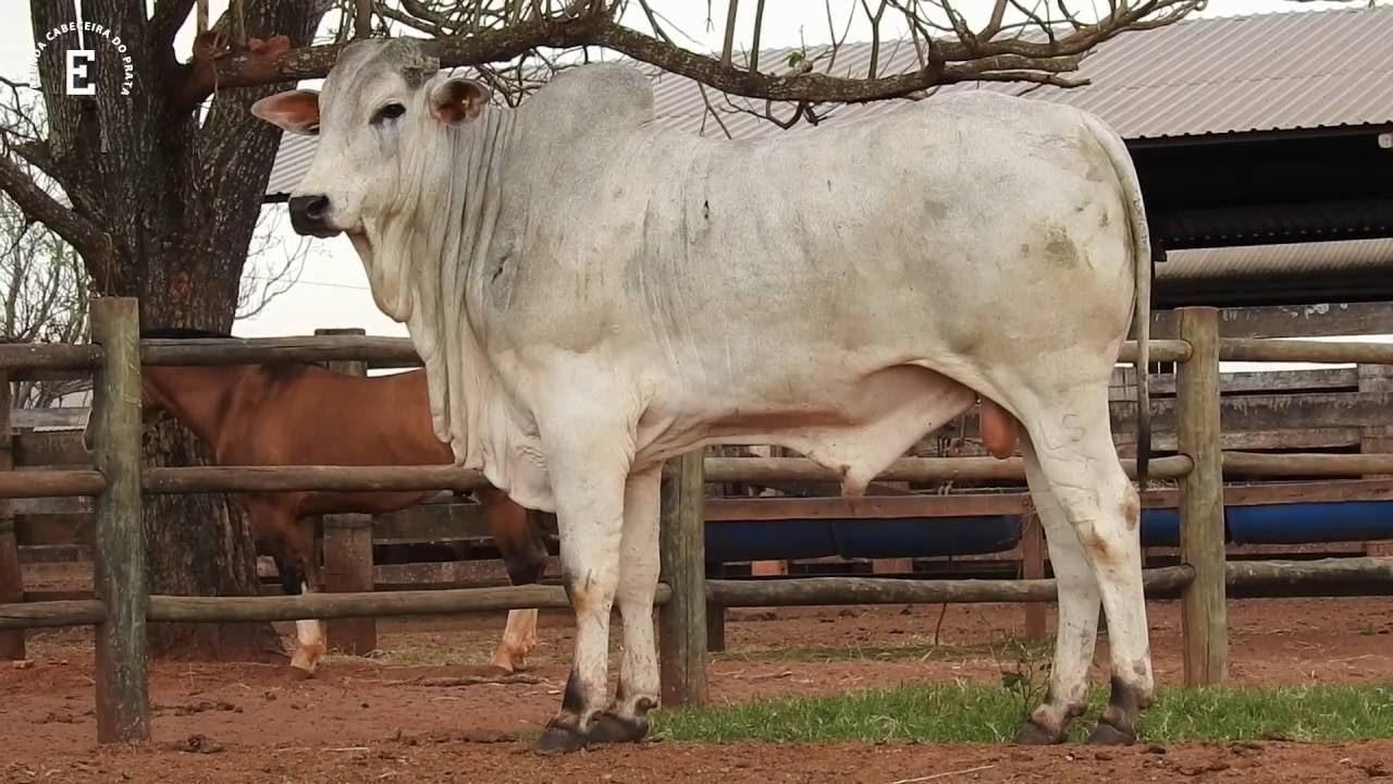 Touro Nelore PO BRUTOS - CDLS A 534 - YouTube