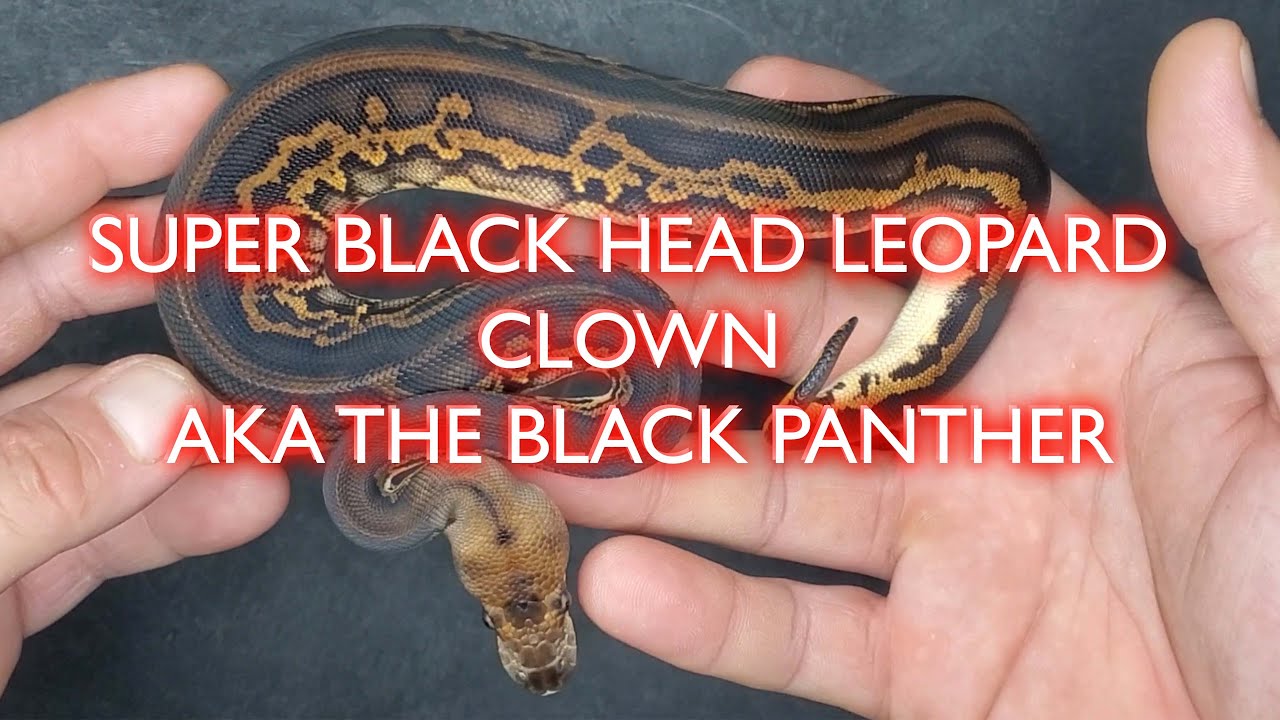 $50,000 WORLDS FIRST Super Black Head Clown Ball Python Clutch Update - YouTube