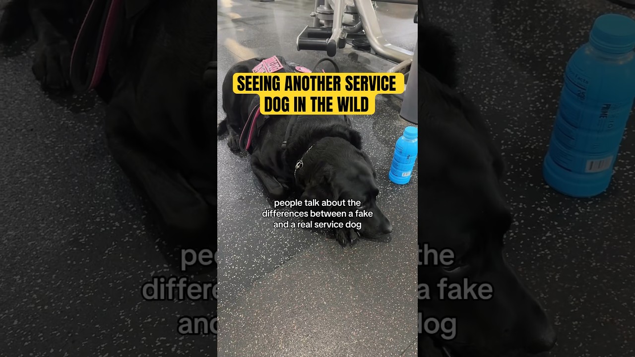 How To Tell A REAL From A FAKE Service DOG In REAL LIFE dogsofyoutube How To Tell A REAL From A FAKE Service DOG In REAL LIFE dogsofyoutube