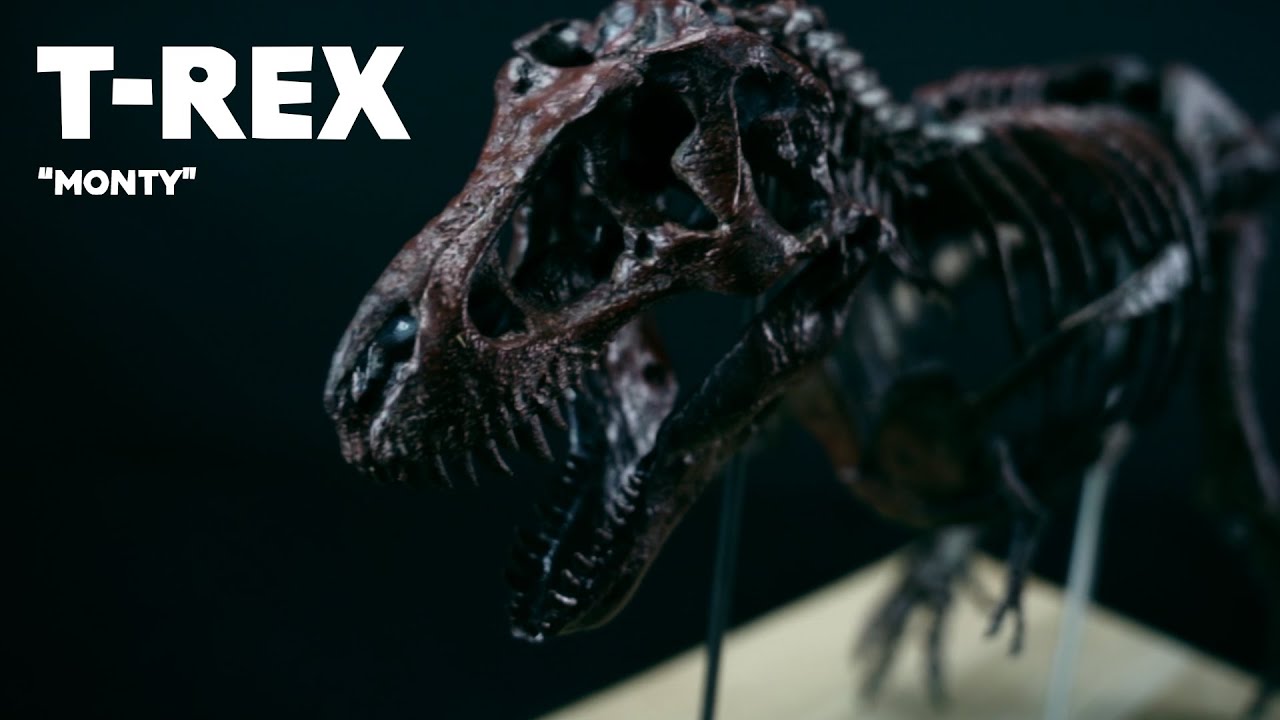 Tyrannosaurus Rex fossil replica by Nova Studios - Monty the T-Rex ...
