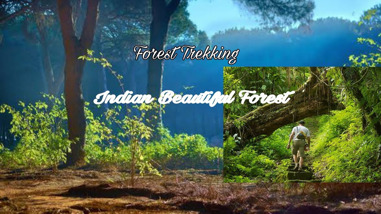 Forest trecking - Indian Forest -The Junnar Tourism - Prepared by Prof ...