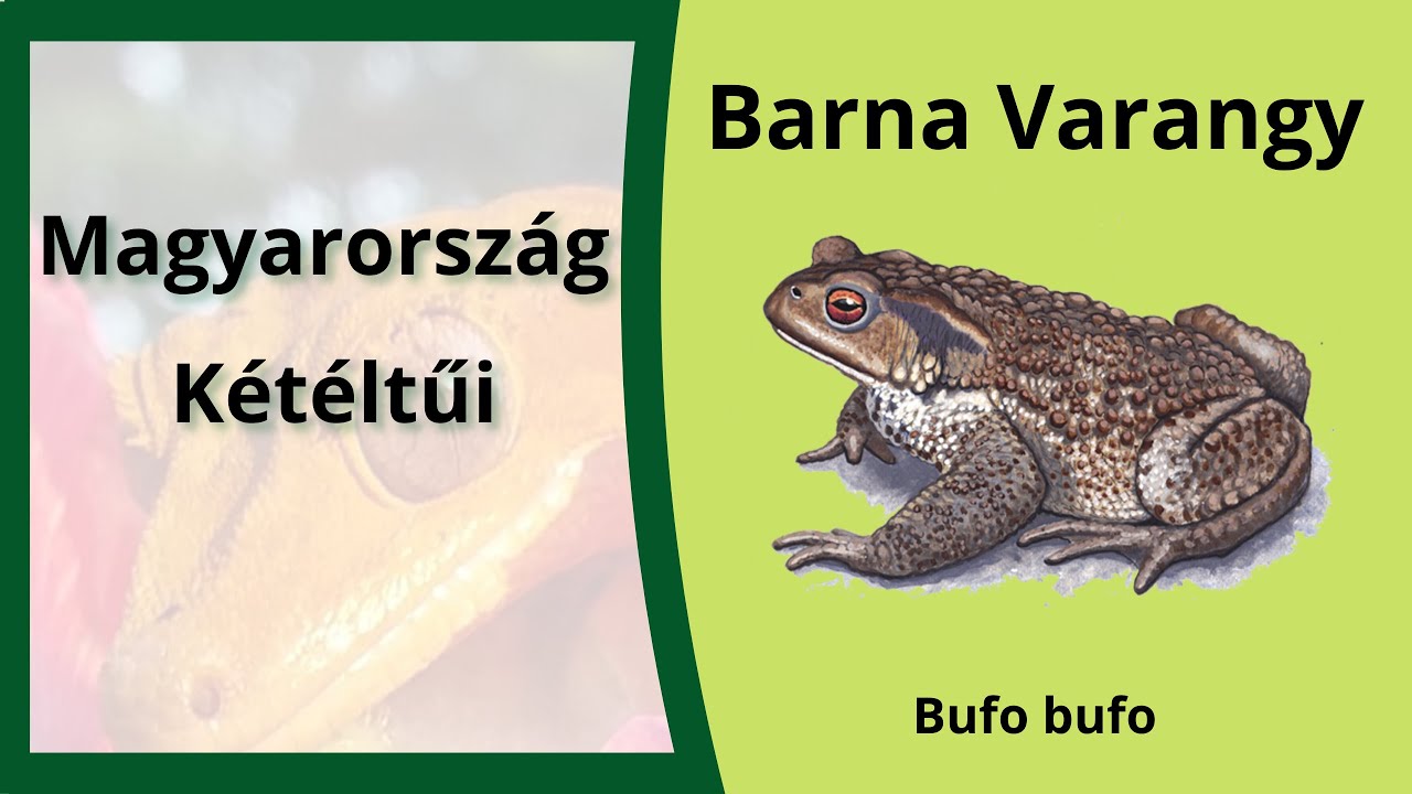 Barna Varangy - Magyarország Kétéltűi🐸 - YouTube