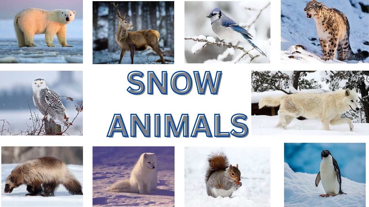 arctic animals/ arctic animals for preschoolers/snow animals/polar ...