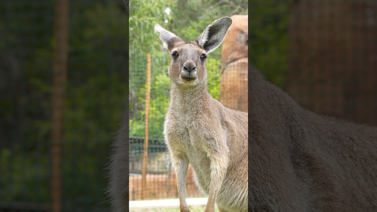 Poop Poop Poop, Kangaroo Poop 💩 - YouTube