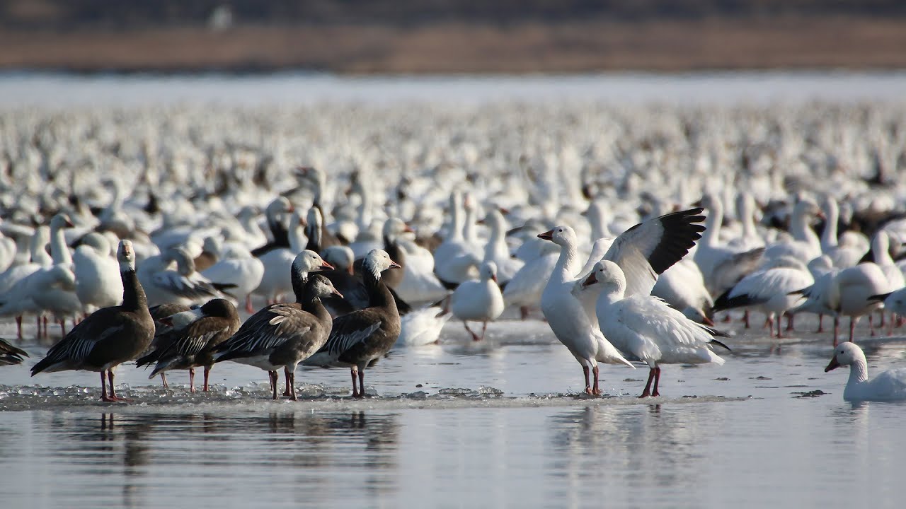 Spring Light Goose Conservation Order - NDGNF - 02-20-2020 - YouTube