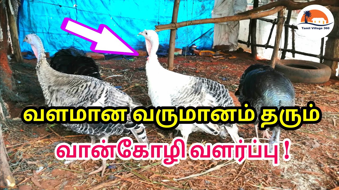 வான்கோழி வளர்ப்பு மற்றும் பராமரிப்பு | Turkey Bird | Vaan Koli Valarpu ...