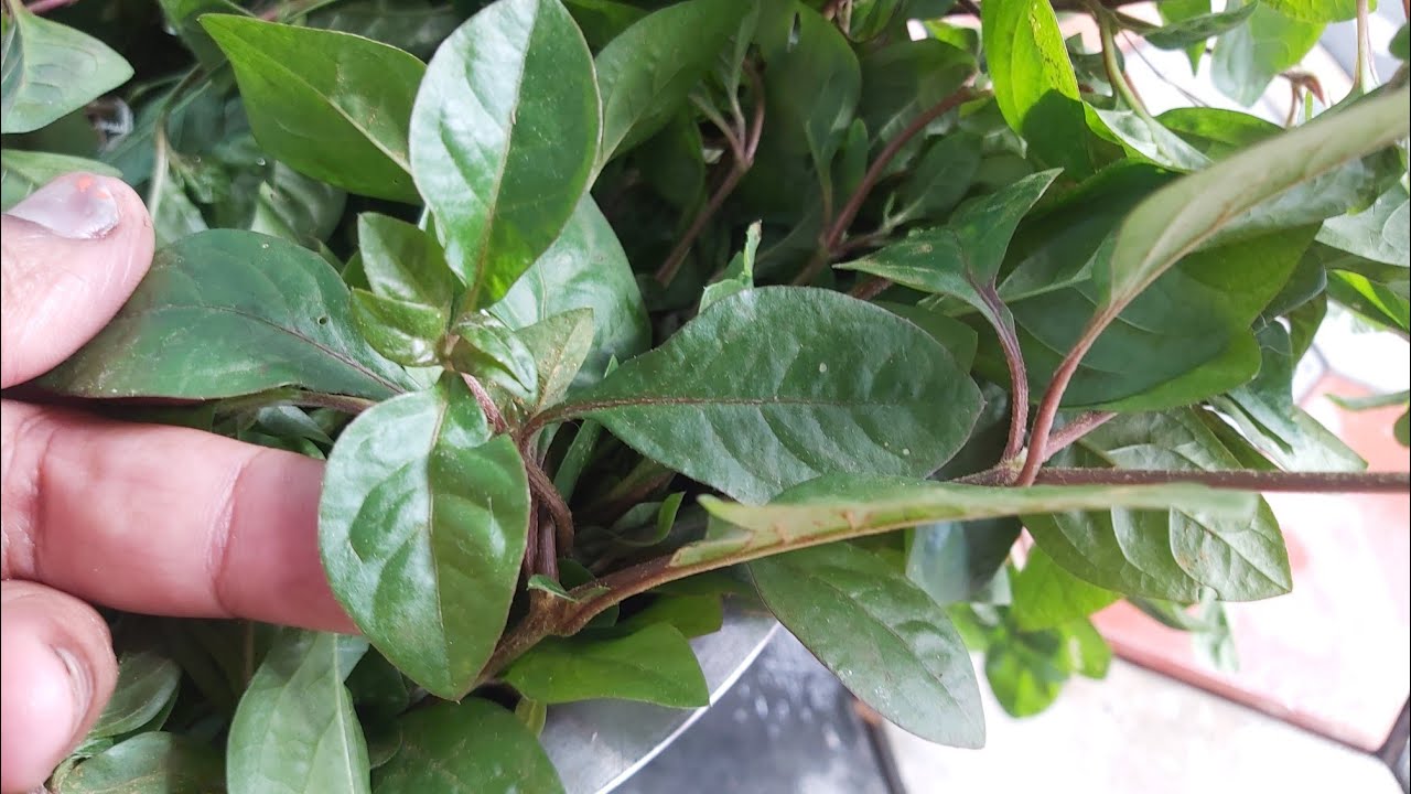 Healthy ponnanganni leaves poriyal/ How to stir fry ponnanganni ...
