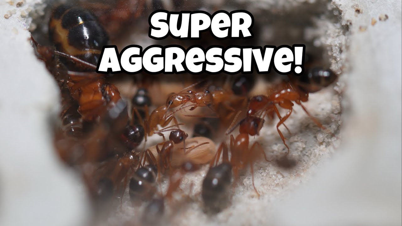 Giving My Most Aggressive And Super Fast Growing Ant Colony a New Home ...