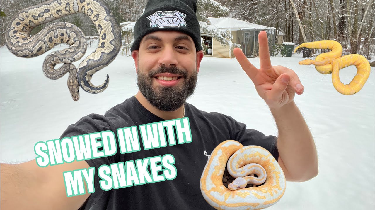 SNOWED IN WITH MY BALL PYTHONS! - YouTube