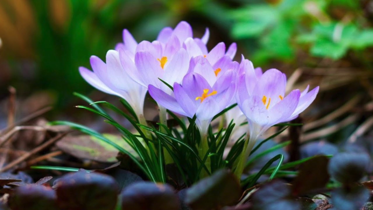 Shaina Noll ~ A Place for You Here Video | Reparenting the Inner Child ...