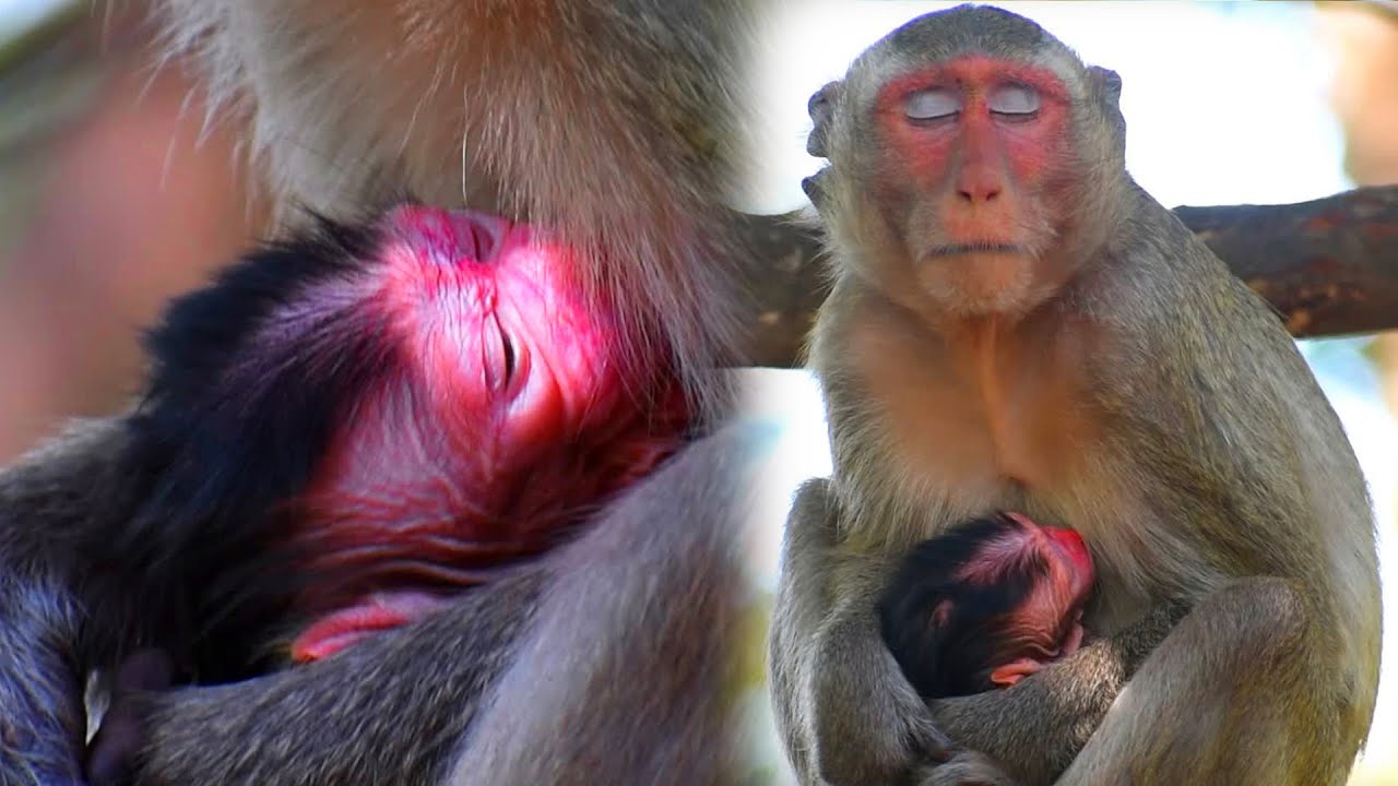 Cute Newborn Baby Monkey, Newborn baby trying to hug mom getting milk ...