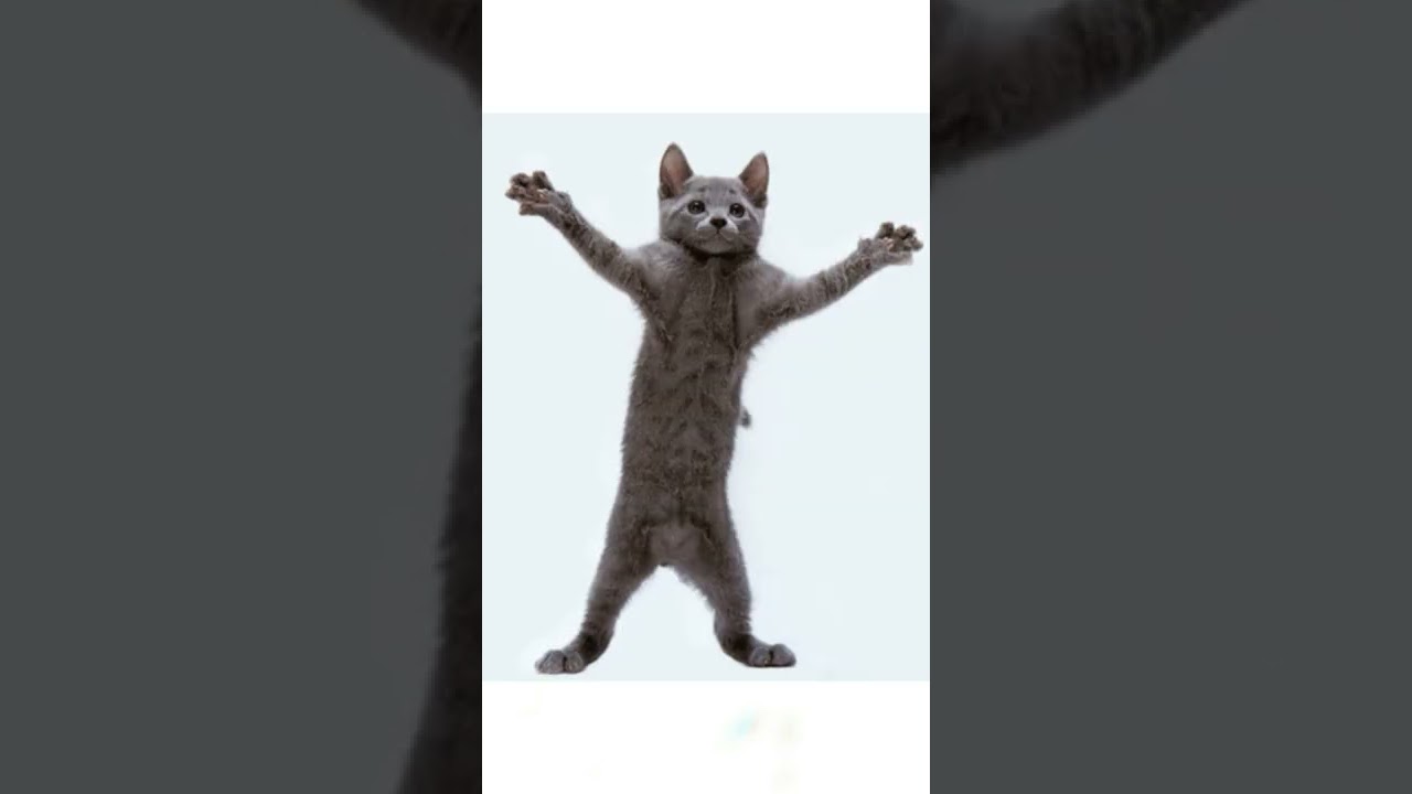 Dancing cats - Go Kitty Go! (Big ears remix) (Read desc) - YouTube