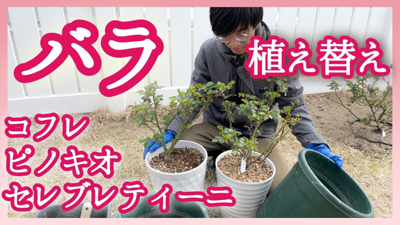 【北東北 春のバラ作業】鉢バラの植え替えをしました🌹ピノキオ、セレブレティーニ、コフレ - YouTube
