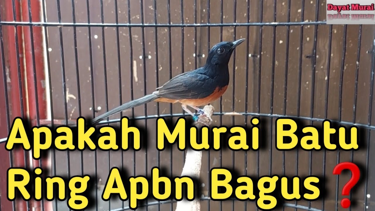 Apakah Murai Ring Apbn Bagus ️ - YouTube
