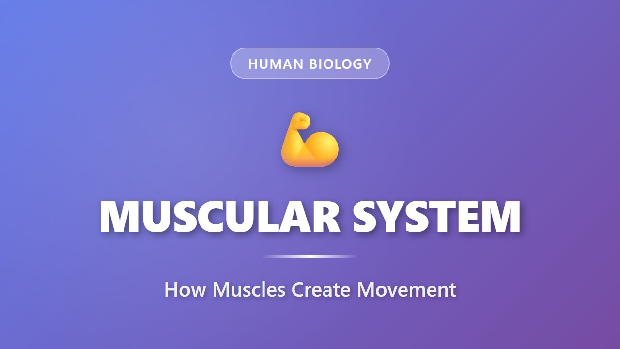 Muscular System Explained: How Muscles Create Movement | Human Biology ...