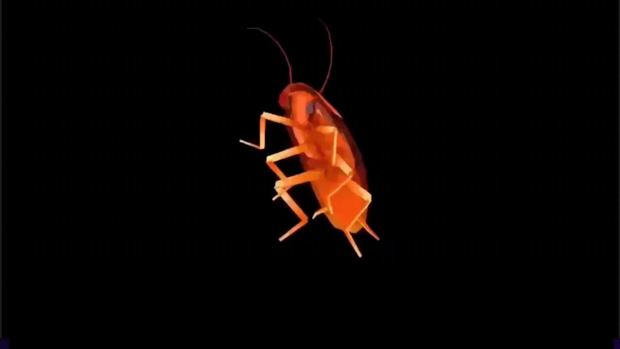 Roach test - YouTube