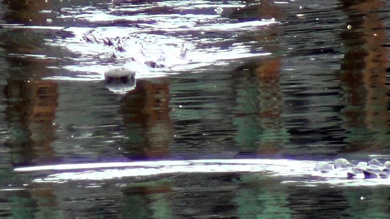 Crocodile attacks Crocodile - Flamingo, FL - Everglades Nat'l Park ...