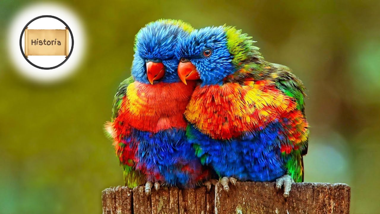 Colourful Birds and Animals 4K HD - YouTube