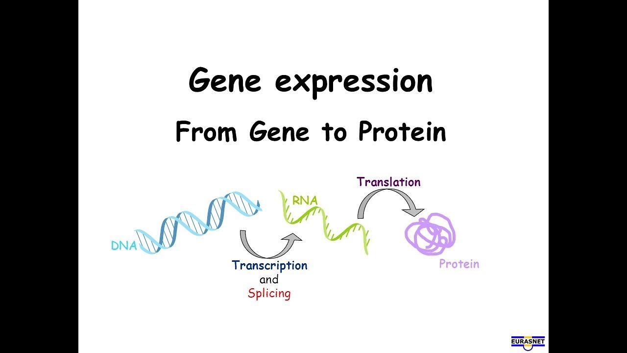 Biology//Gene Expression// LADDER TIPS - YouTube