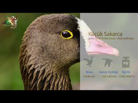 Türkiye'de sıklıkla görülen Ördek ve Kaz türleri, detayları ve ötüşleri