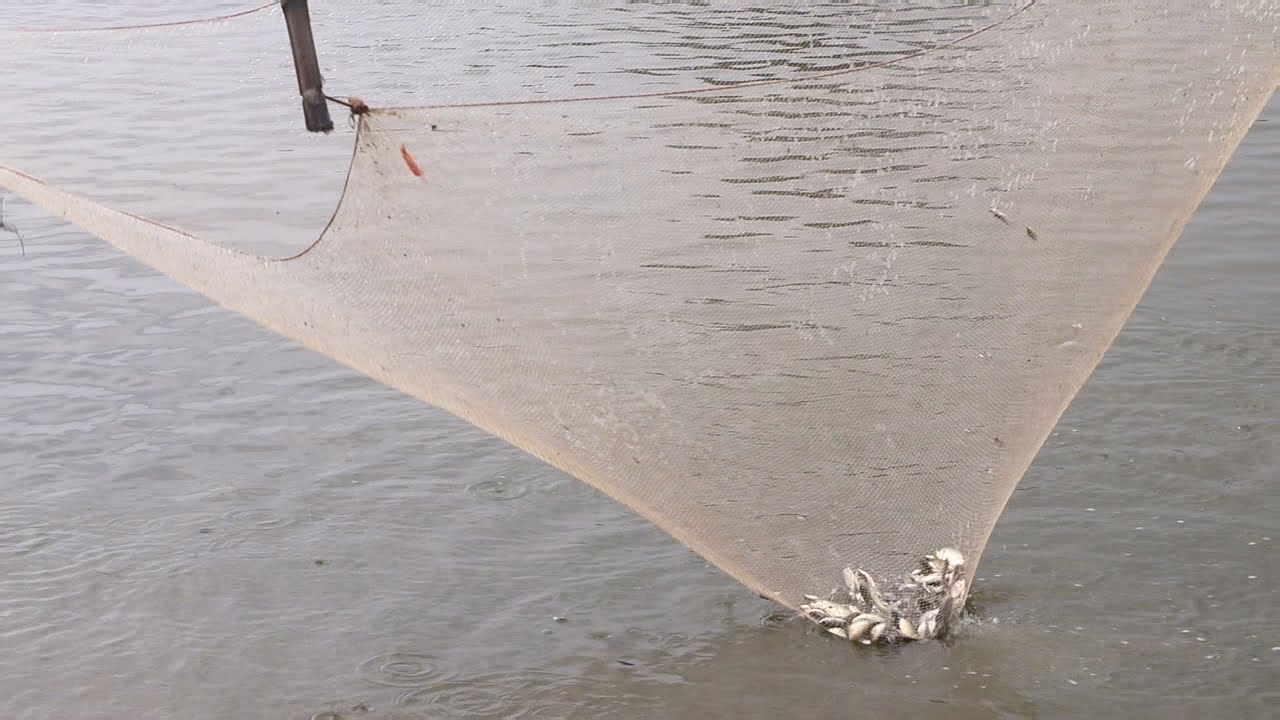 Small Fish Hunting || Catching a lot of Small fishes with net || Net ...