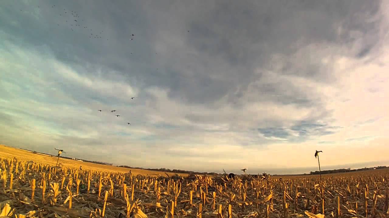 Go Pro ND Corn Field Mallards November 3rd, 2013. - YouTube