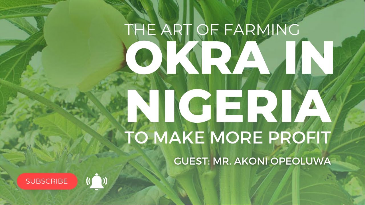 The Art Of Farming Okra In Nigeria To Make More Profit - YouTube
