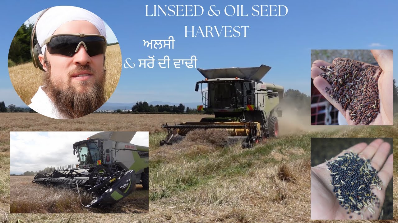ਅਲਸੀ & ਸਰੋਂ ਦੀ ਵਾਢੀ | HARVESTING LINSEED AND OIL SEED! | FARM VLOG ...