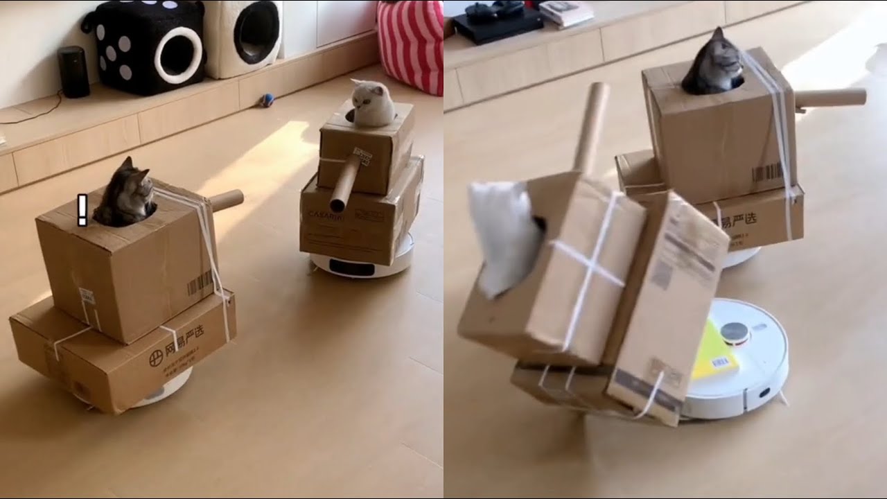 Cats Fight Riding Tanks - YouTube