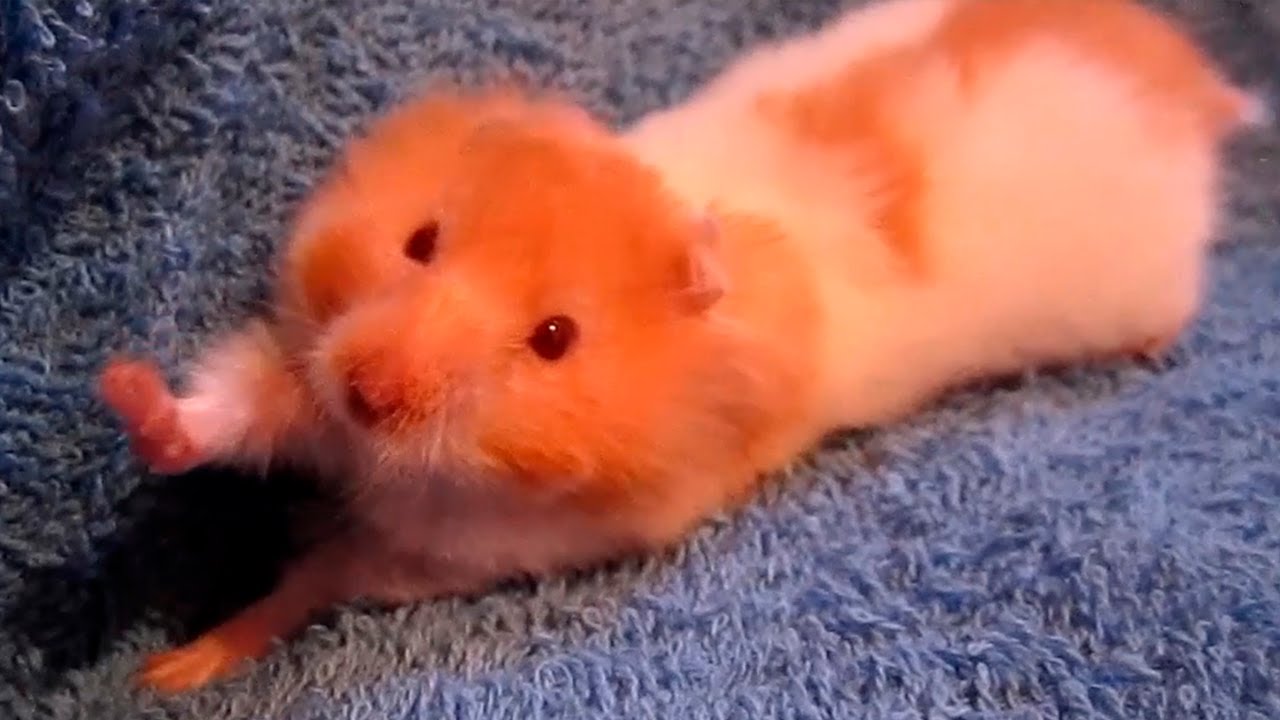 Hamster Sirio Hamster Sírio Fatos, Dieta, Habitat E Fotos Em