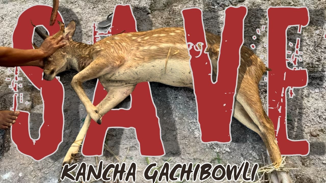 Echoes of Kancha , The Dying Breath of Gachibowli: The Musical Cry ...