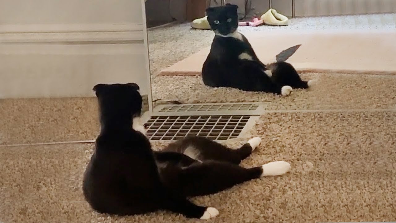 Best Funny Animals Caught on Camera - Try Not To Laugh #2024 - YouTube