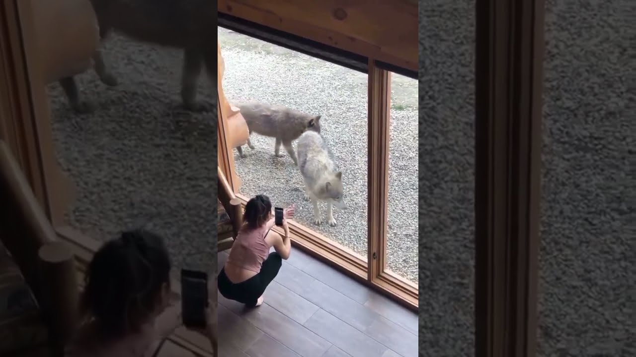 A cabin where wolves roam just outside your window - YouTube