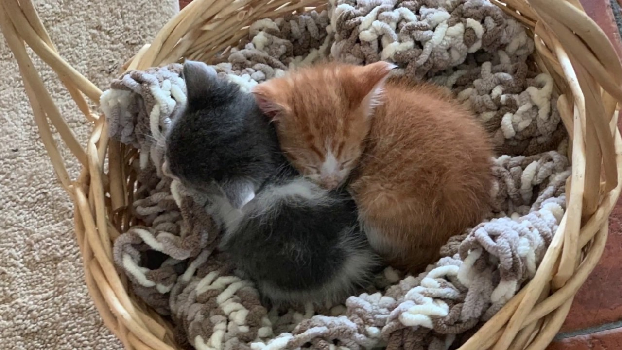 Fresh Kittens 5 weeks old - YouTube