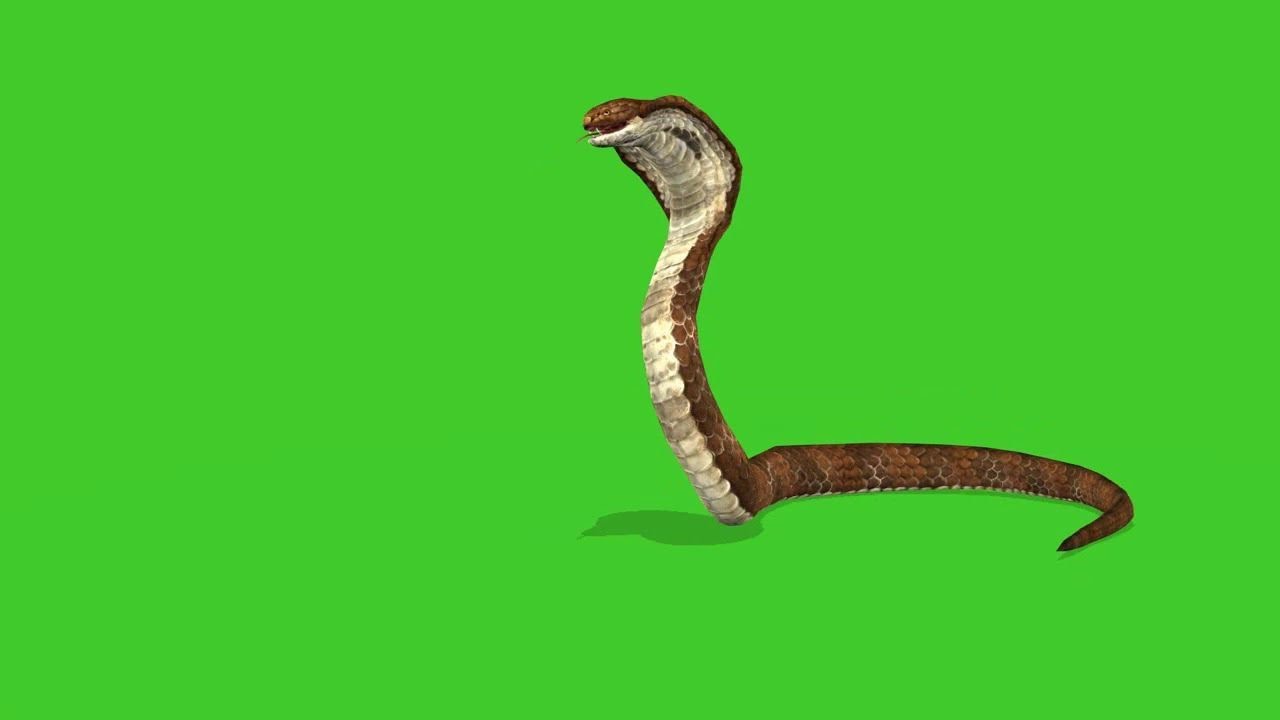 Snake 10 || Animals || Green Screen Videos - YouTube