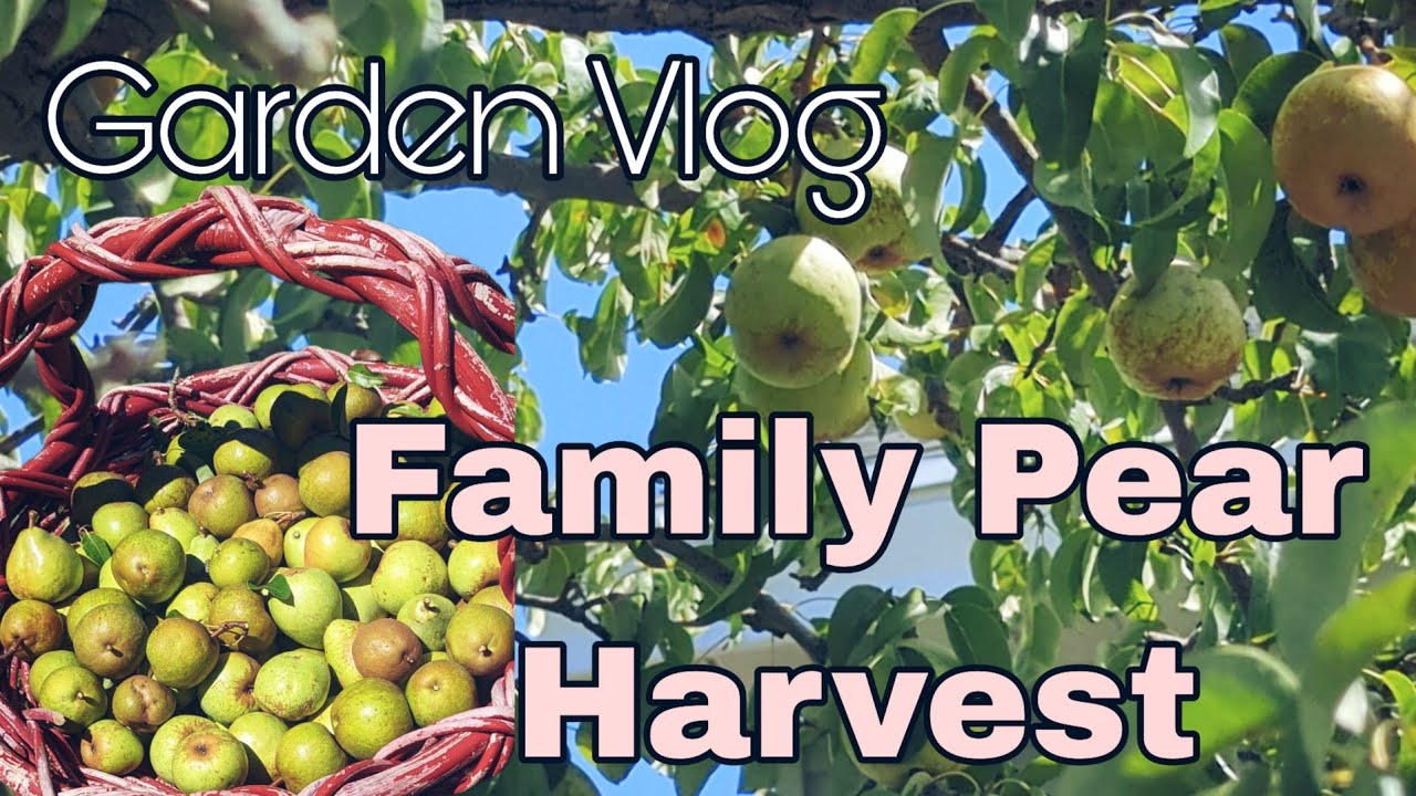 Harvesting Pears! Family Garden Vlog! #Zone5b #GardenVlog - YouTube