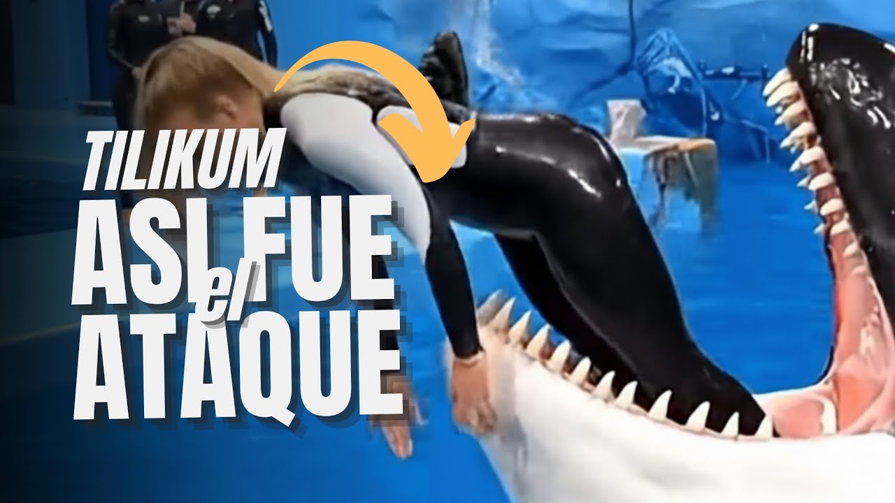 😱 Así fue el ataque de la orca Tilikum que mató a su entrenadora en ...