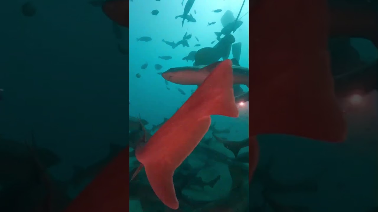 シャークシティ シャークスクランブル shark scramble shark city ダイビング千葉 - YouTube