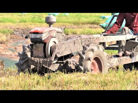 Incredible Tractor Working In Th Muddy, Medium Tractor Loading Rice On ...