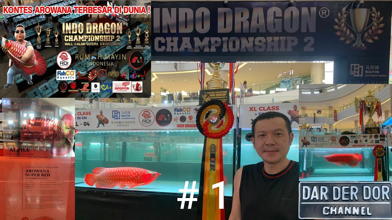 Kontes Ikan Arwana Terbesar Di Dunia ‼️ Indo Dragon Championship 2 ...