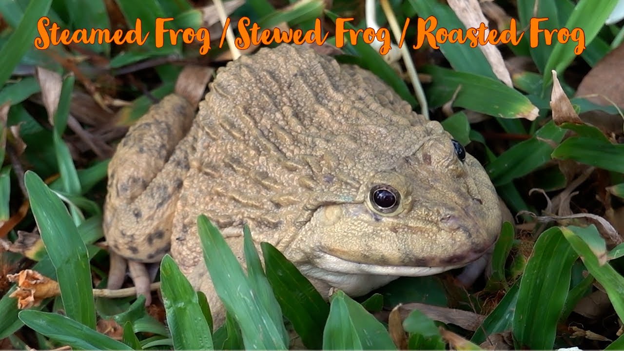 Steamed Frog / Stewed Frog / Roasted Frog - Thailand at Bangkok - YouTube