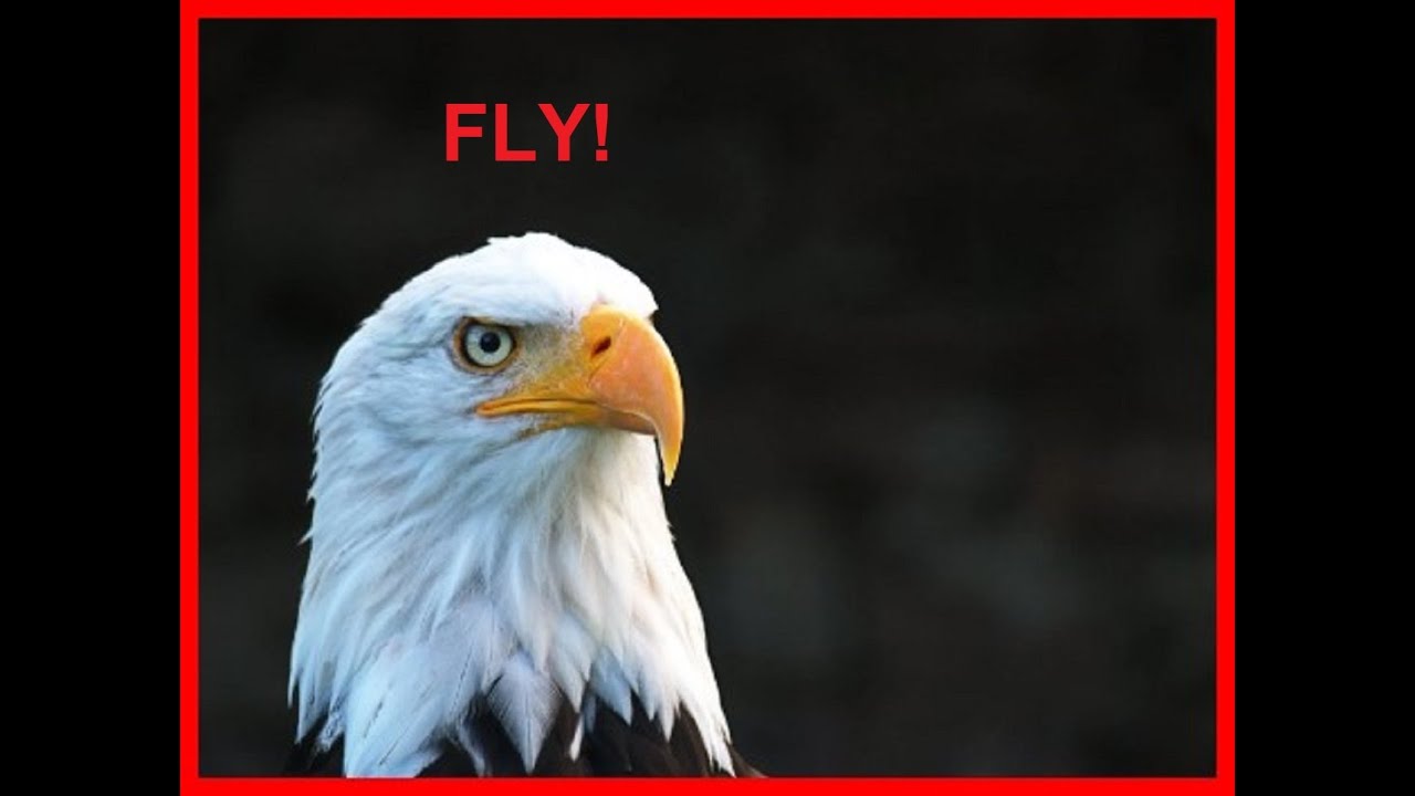 Fly Like An Eagle - YouTube