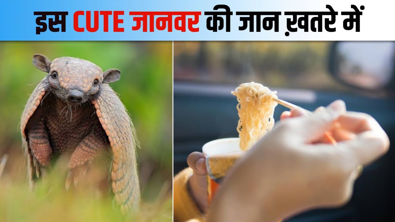 Armadillo Facts | Bullet Proof Animals | Armadillo Attacks | Armadillo ...