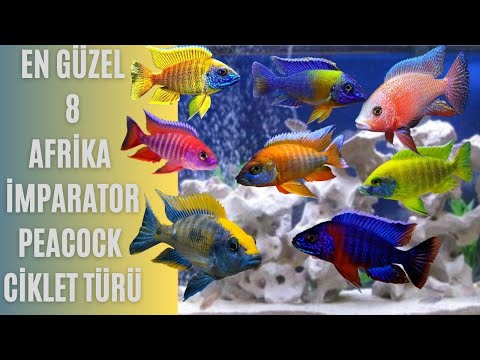 🐟Ciklet Balıkları: En Sevilen Peacock Türleri ve Bakım İpuçları!
