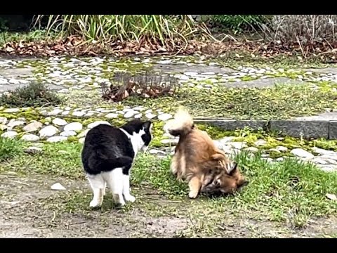 Puppy Java plays with cat Magpie, whose hidden her snack from the puppy ...