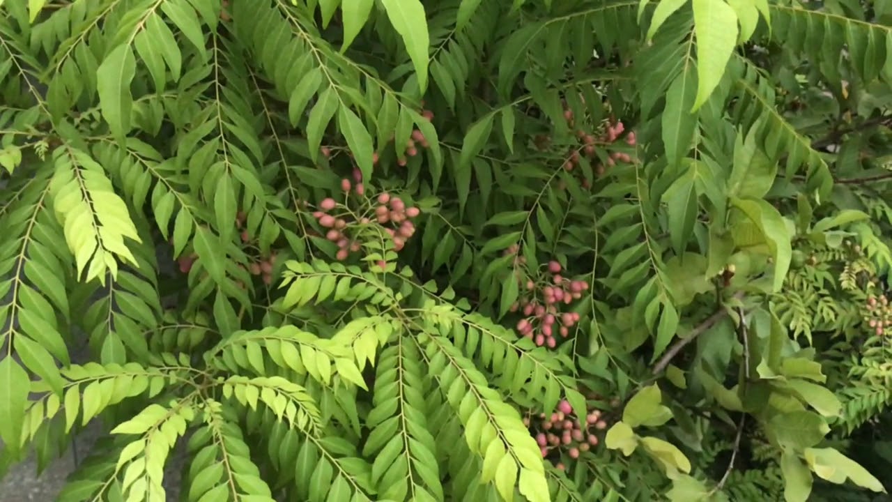 Morning sights and sounds of my home garden | Kari pata tree - YouTube