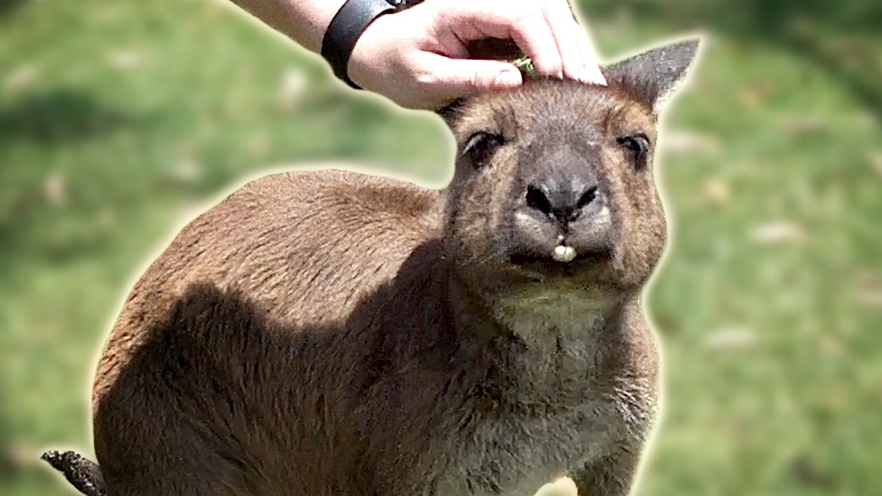 I TOUCHED A ROO | Adventures in Australia - Day 4 - YouTube