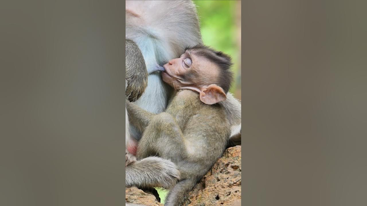 So adorable baby fall drinking milk until sleep well. - YouTube