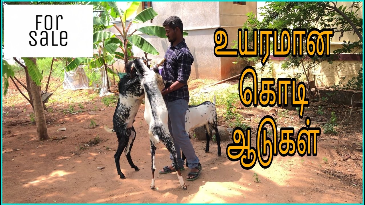 கொடி ஆடுகள் விற்பனைக்கு|kodi aadu valarpu for sale - YouTube