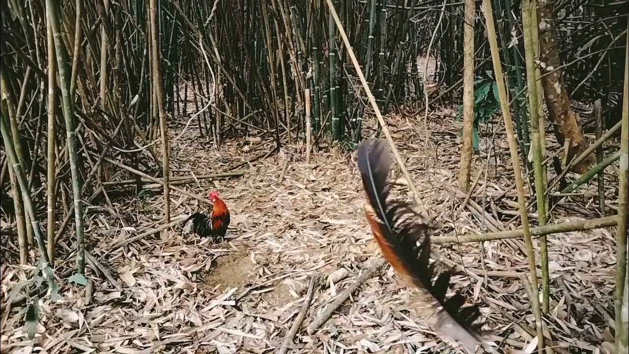 hmub no mus dib qaib tuaj zoo kawg kias li ,tua ploj lawm,/29/3/2023/ - YouTube